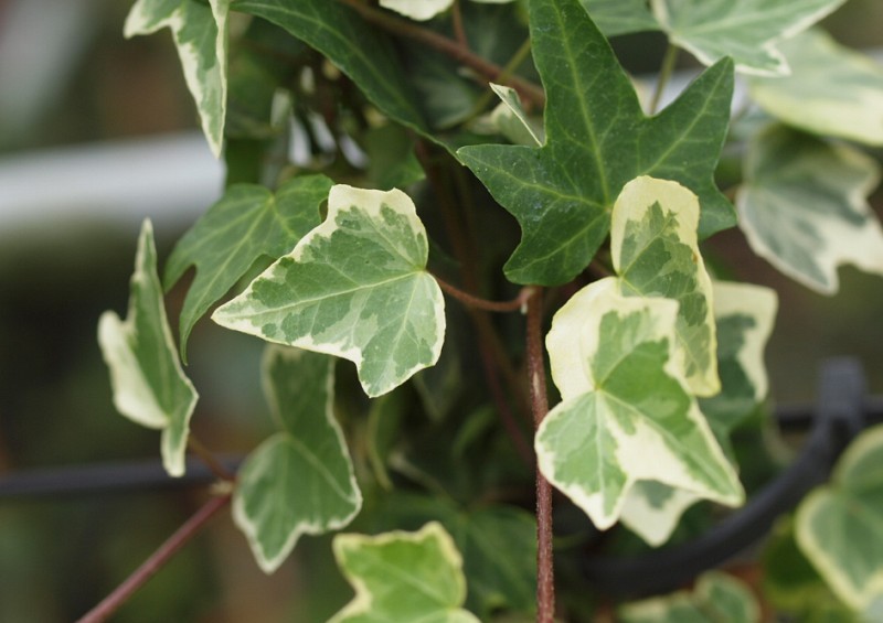 Hedera helix ´Eva | iDesign.cz